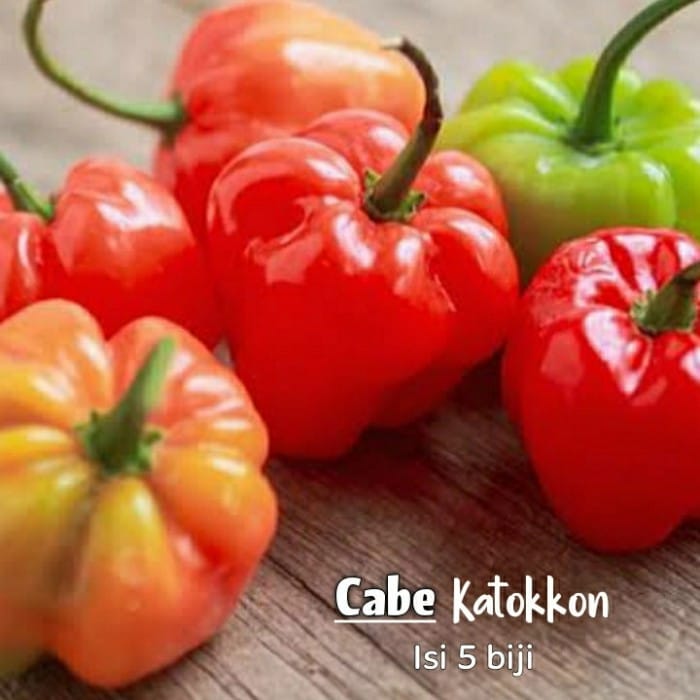 katokkon chilli | Indo4ward