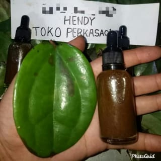 Papuan Wrap Leaf Oil / Three Finger Leaf Oil + Natural Feather Oil - 1 ...